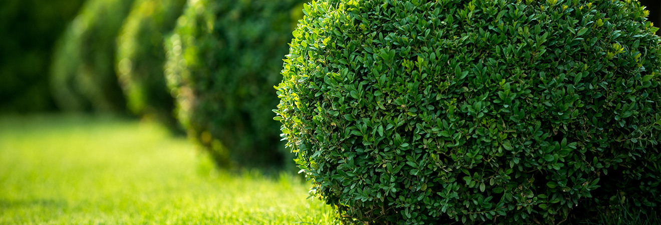 Domestic Customers - Lindsay-Strathmore